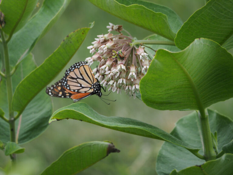 Top 13 Plants that Attract Monarch Butterflies – Sustainably Off-Grid