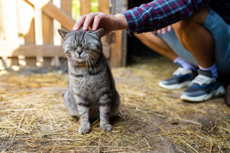 Pros and Cons of Having a Barn Cat – Sustainably Off-Grid